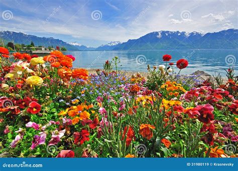 Flowers Of The Swiss Alps At Heriberto Barry Blog