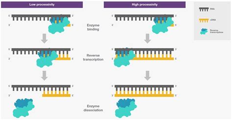 逆転写酵素の注意点 Thermo Fisher Scientific Jp