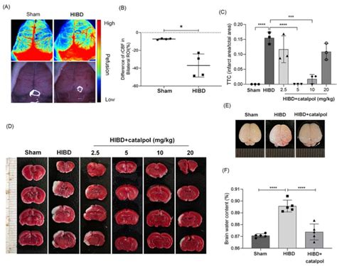 Hypoxic Ischemic Encephalopathy Hie Model Creative Bioarray Creative Bioarray