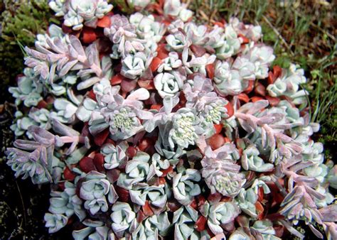 Low Growing Sedum Varieties