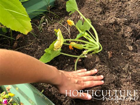 Planting Squash How When Where Horticulture Co Uk
