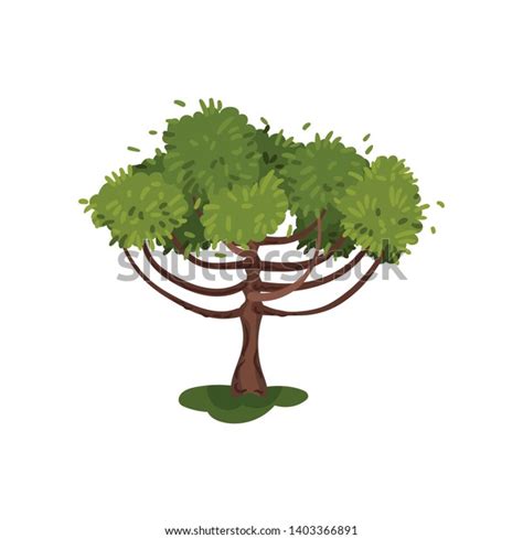 Tree On Thin Trunk Many Branches Stock Vector Royalty Free 1403366891