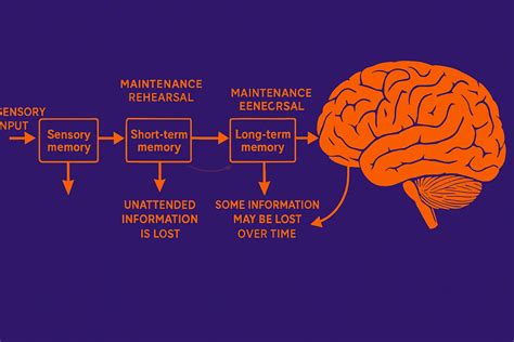 Exploring The Memory Capacity Of The Human Brain