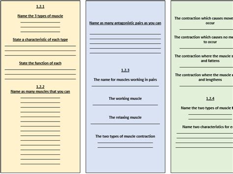 Gcse Pe Revision Muscular System Teaching Resources