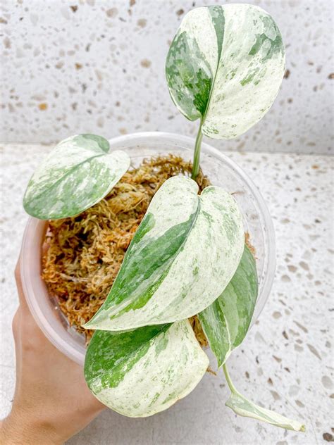 Scindapsus Silver Cloud Variegated Multiple Leaves Multiple Nodes 1 Sprout Rooted Free Shipping
