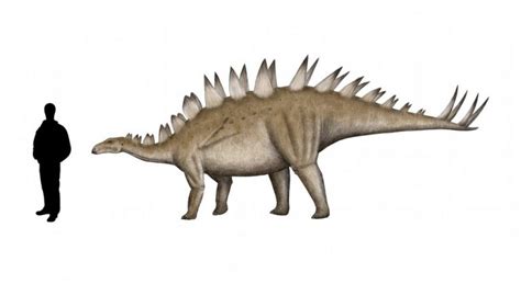 Tuojiangosaurus Paleontology World