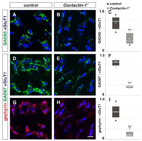 Loss Of Contactin 1 Leads To A Reduction Of The Localization Of Pre Download Scientific