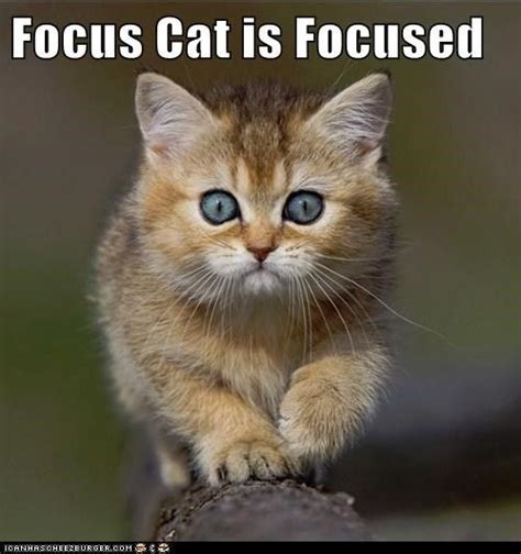 Focus Cat Is Focused