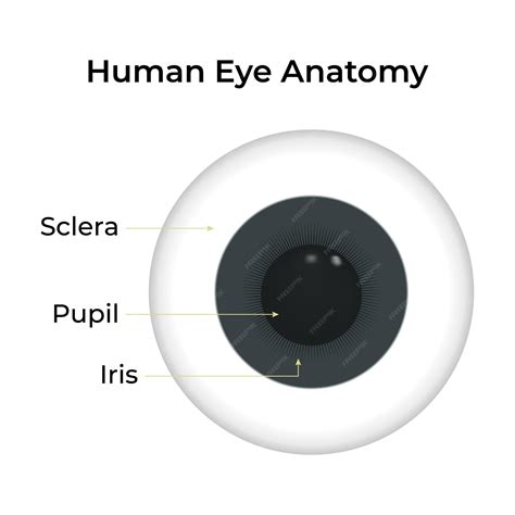 Premium Vector Human Eye Anatomy Sclera Pupil Iris Vector Illustration