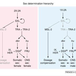 PDF Sex Comes In From The Cold The Integration Of Sex And Pattern