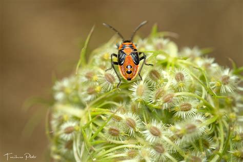 マダラナガカメムシの幼虫 六時のおやつ