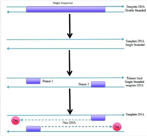 Pcr Phases 2 Linear High Variability Download Scientific Diagram