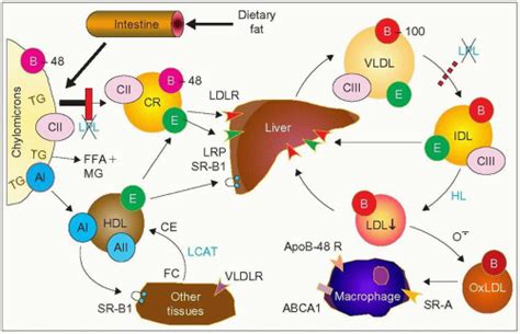 Hereditary Hypertriglyceridemias Oncohema Key