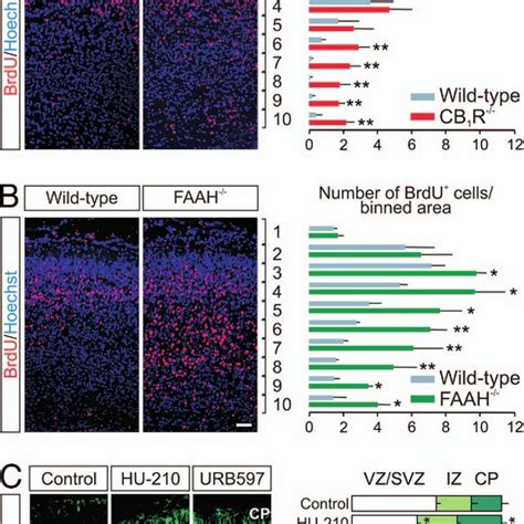 Ecbs Control Radial Migration Of Pyramidal Cell Progenitors A