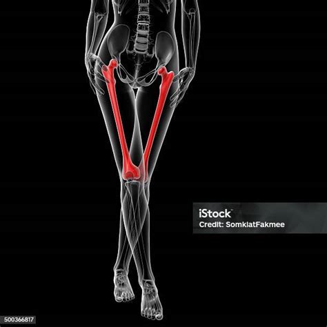 3 D 렌더링됨 일러스트 여성 넙다리뼈 뼈다귀 가락뼈에 대한 스톡 사진 및 기타 이미지 가락뼈 건강관리와 의술 견갑골