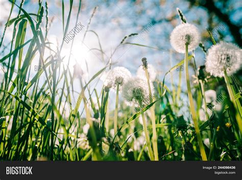 Dandelion Field Photography