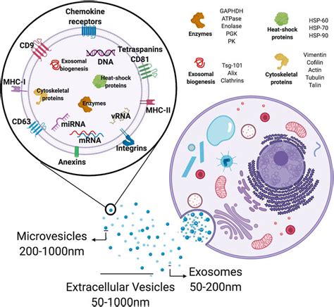 Schematic Diagram Of Extracellular Vesicles Exosomes Are Microvesicles