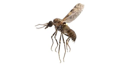 Oropouche Causes And How It Spreads Oropouche Cdc