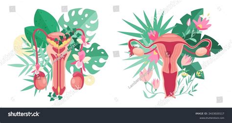 Male Female Reproductive System Digital Human Anatomy And Physiology