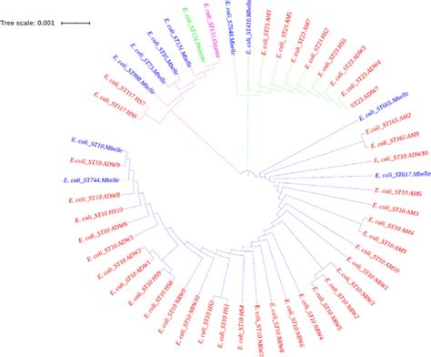 Phylogenetic Tree Of E Coli Isolates Generated Using Itol V3 The