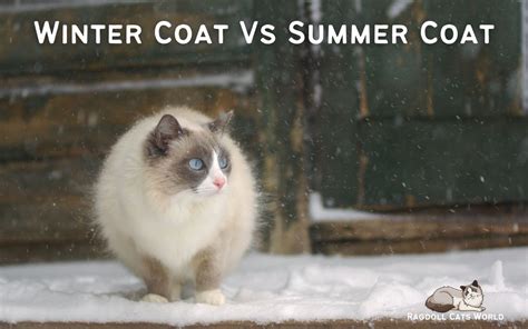 Cat Winter Coat Vs Summer Coat Everything You Need To Know