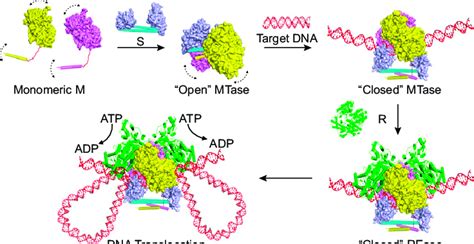 The Working Model The Proposed Model For The Complex Assembly And Download Scientific Diagram