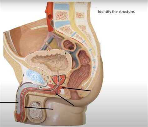 Male Structures Diagram Quizlet