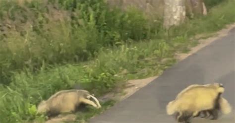 Linksmuolių Barsukų šokis Ant Kelio Klaipėdos Rajone Video