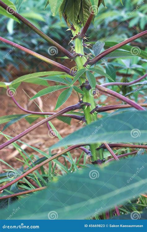 Cassava Grow Stock Image Image Of Manioc Green Husbandry 45669823
