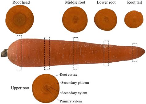 Carrot Diagram