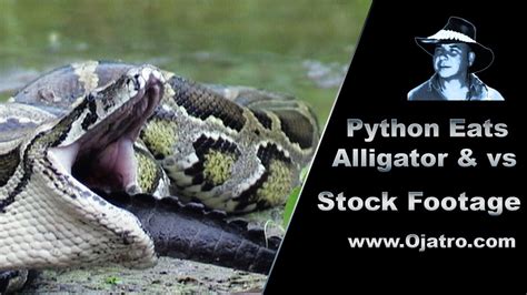 Python Eats Alligator Stock Footage YouTube