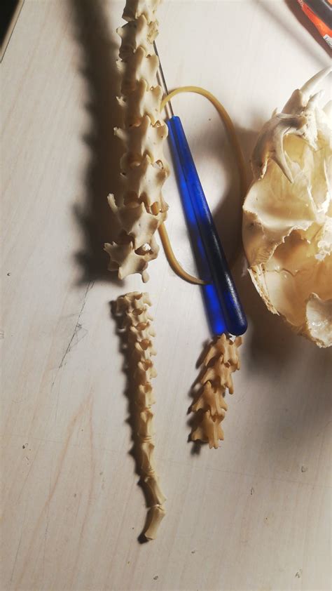 Does This Fit Together Or Is There A Missing Bone Rbonecollecting