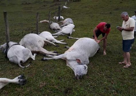 Raio Mata 16 Cabeças De Gado Em Fazenda Em Itabela