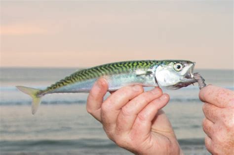 Top Tips For Catching Shore Mackerel Tronix Fishing