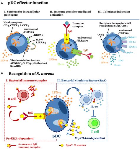 Plasmacytoid Dendritic Cells Function In Different Immune Contexts A Download Scientific