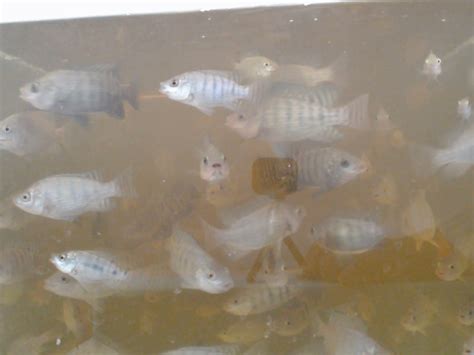 Pez Object Detection Dataset By Ia Peces