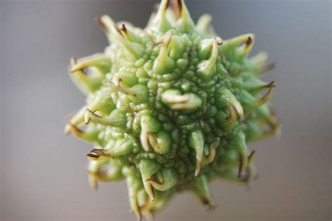 67 Best Sweetgum Tree Seed Pods Images On Pinterest Balls Seed Pods And Pine Cones