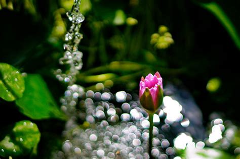 분홍색 요정의 새싹 떨어지는 물의 물방울 연못 표면에 태양 눈부심 0명에 대한 스톡 사진 및 기타 이미지 0명 꽃 나무 꽃 식물 Istock