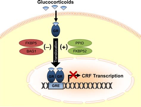 This Schematic Depicts The Role Of Gr Translocation In Glucocorticoid