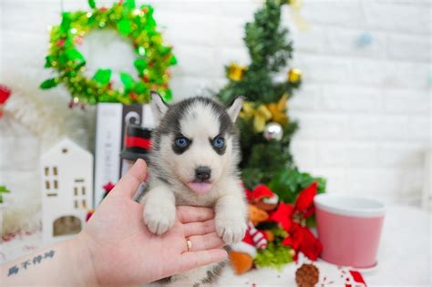 시베리안허스키분양 사랑스러운 애기 강아지 보송이 골든리트리버분양 라브라도리트리버분양 보더콜리분양 도베르만분양 사모예드분양 올드잉글리쉬쉽독분양 시베리안허스키분양 말라뮤트