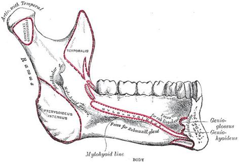 Submandibular Fovea Alchetron The Free Social Encyclopedia