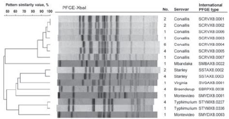 Dendrogram Showing The Clonal Relationships Among 36 Isolates Of