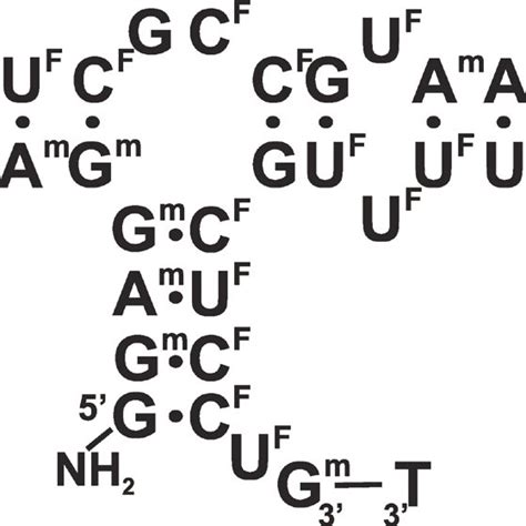 The Proposed Secondary Structure Of The Modified ТТА1 Aptamer Binding