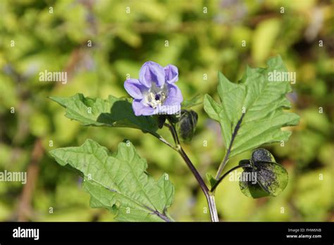 Shoo Fly Plant Nicandra Plant Growing And Care Guide For Gardeners Upfv