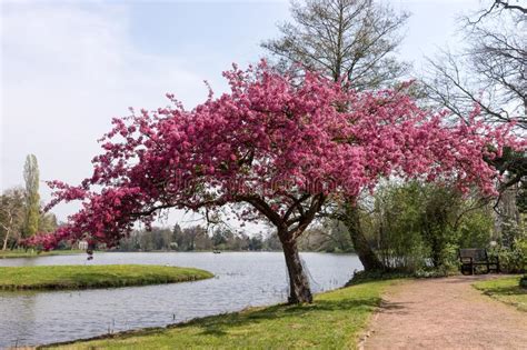 Decorative Red Tree Flowers Blooming At Springtime Stock Image Image Of Agriculture Branch