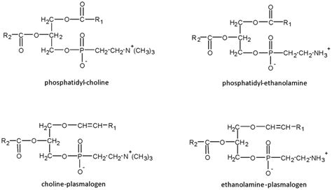 Structure Of Conventional Phospholipids And Plasmalogens Conventional Download Scientific