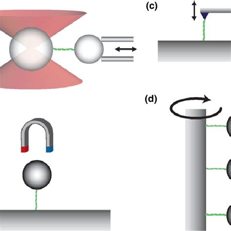 Single Molecule Manipulation Techniques Include Those Of A Optical Download Scientific