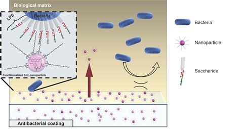 Antibiotics Free Full Text Characterization Of The Antibacterial Activity Of An Sio2