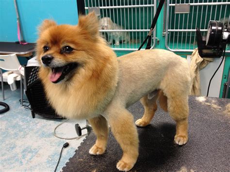 Pomeranian Lion Cut