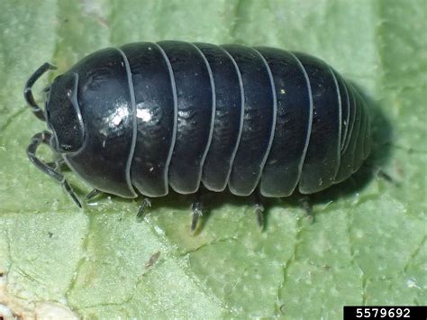 Pill Bug Fun Facts At Lynn Walker Blog